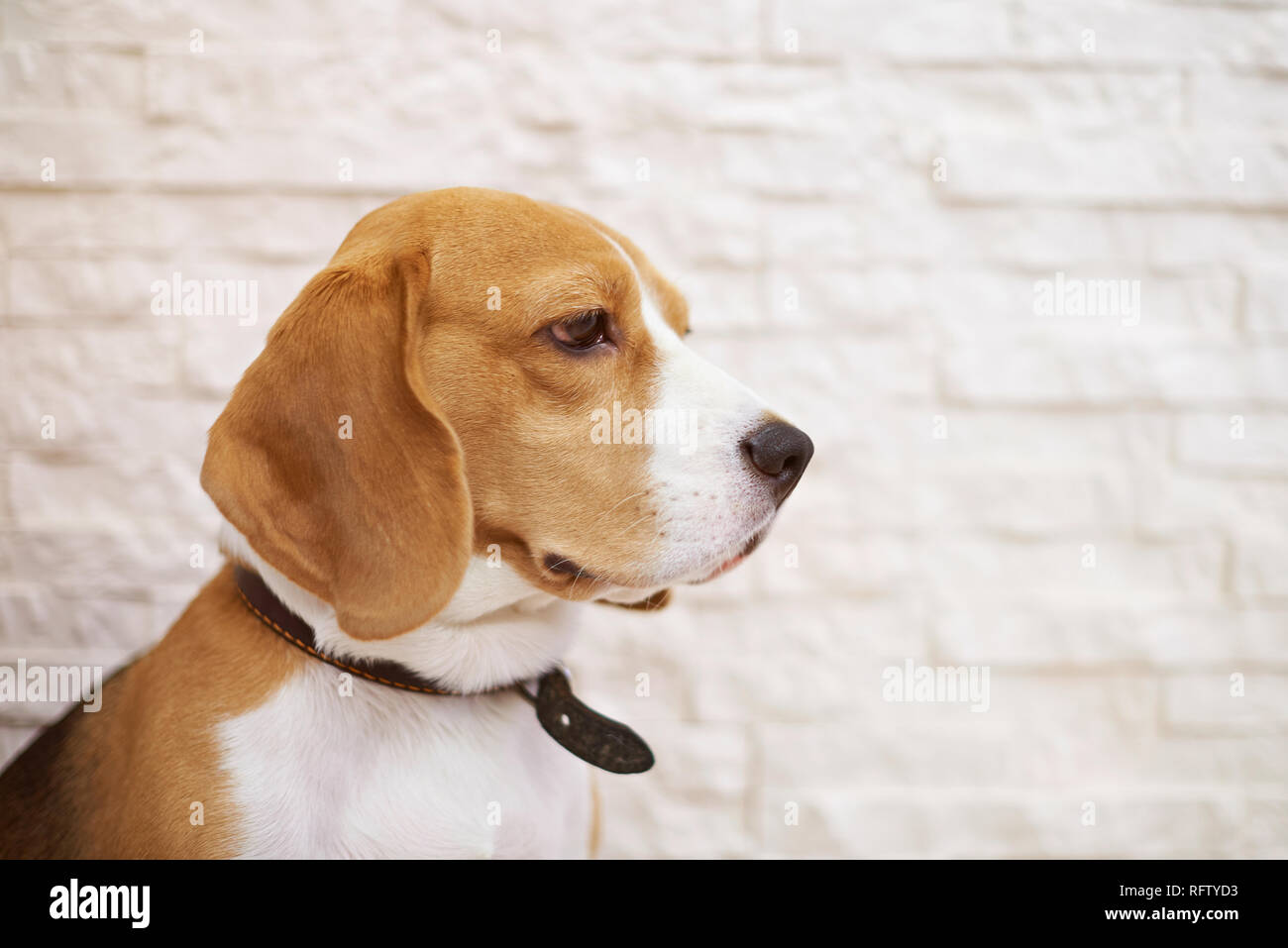 Beagle profile hi-res stock photography and images - Alamy