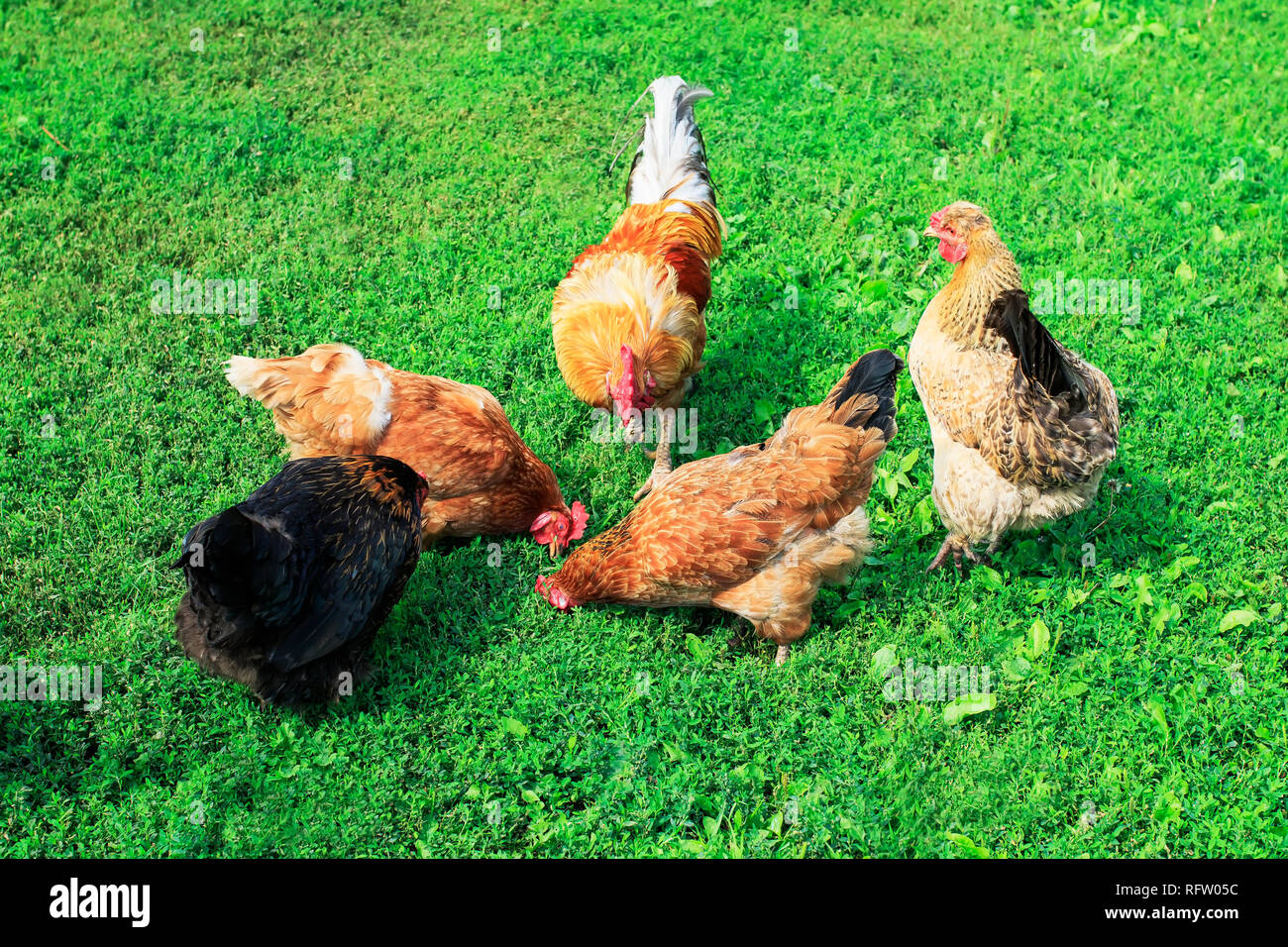 Pasli hi-res stock photography and images - Alamy