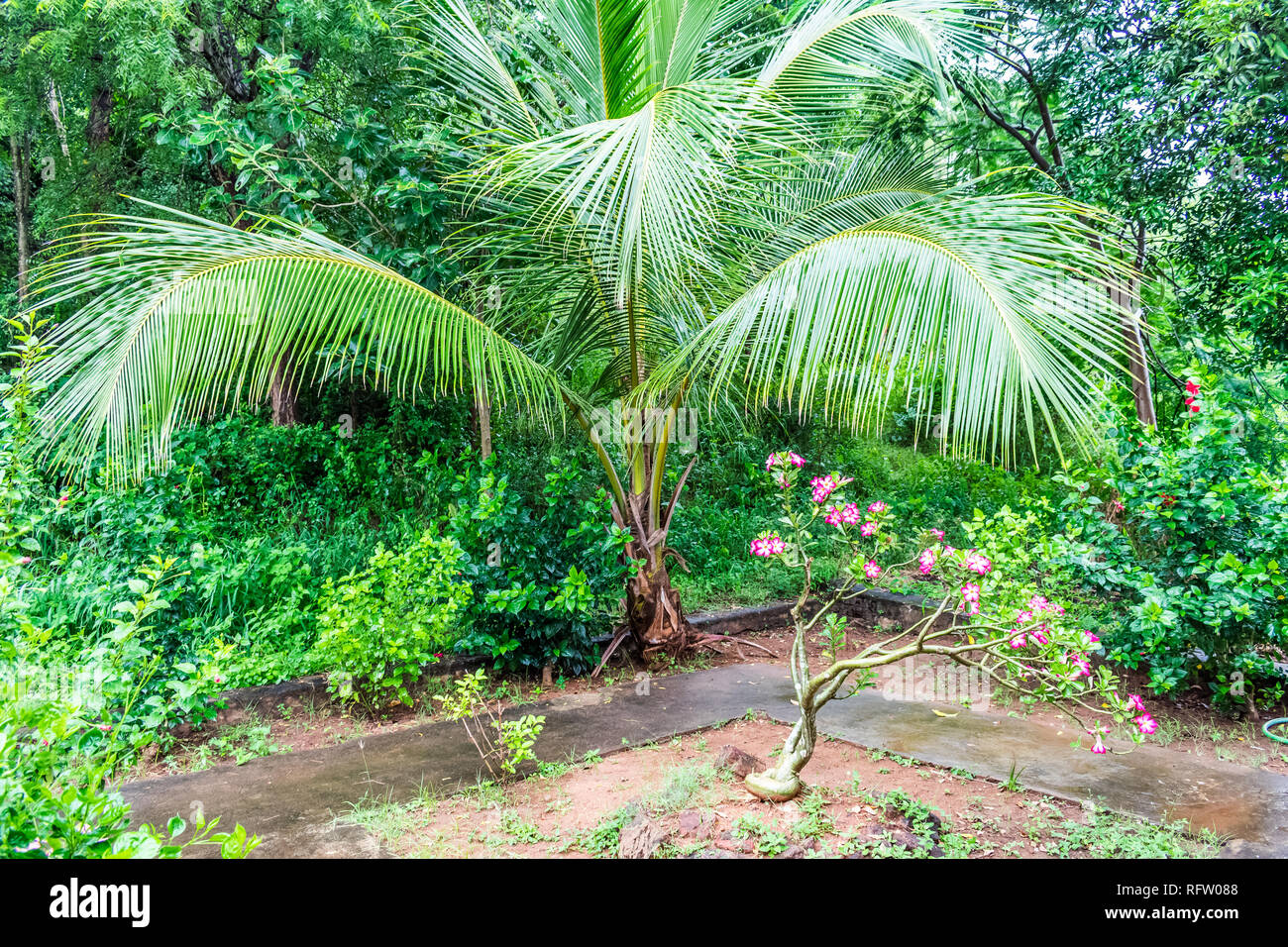 small coconut trees close view in an Indian garden with colorful flower ...