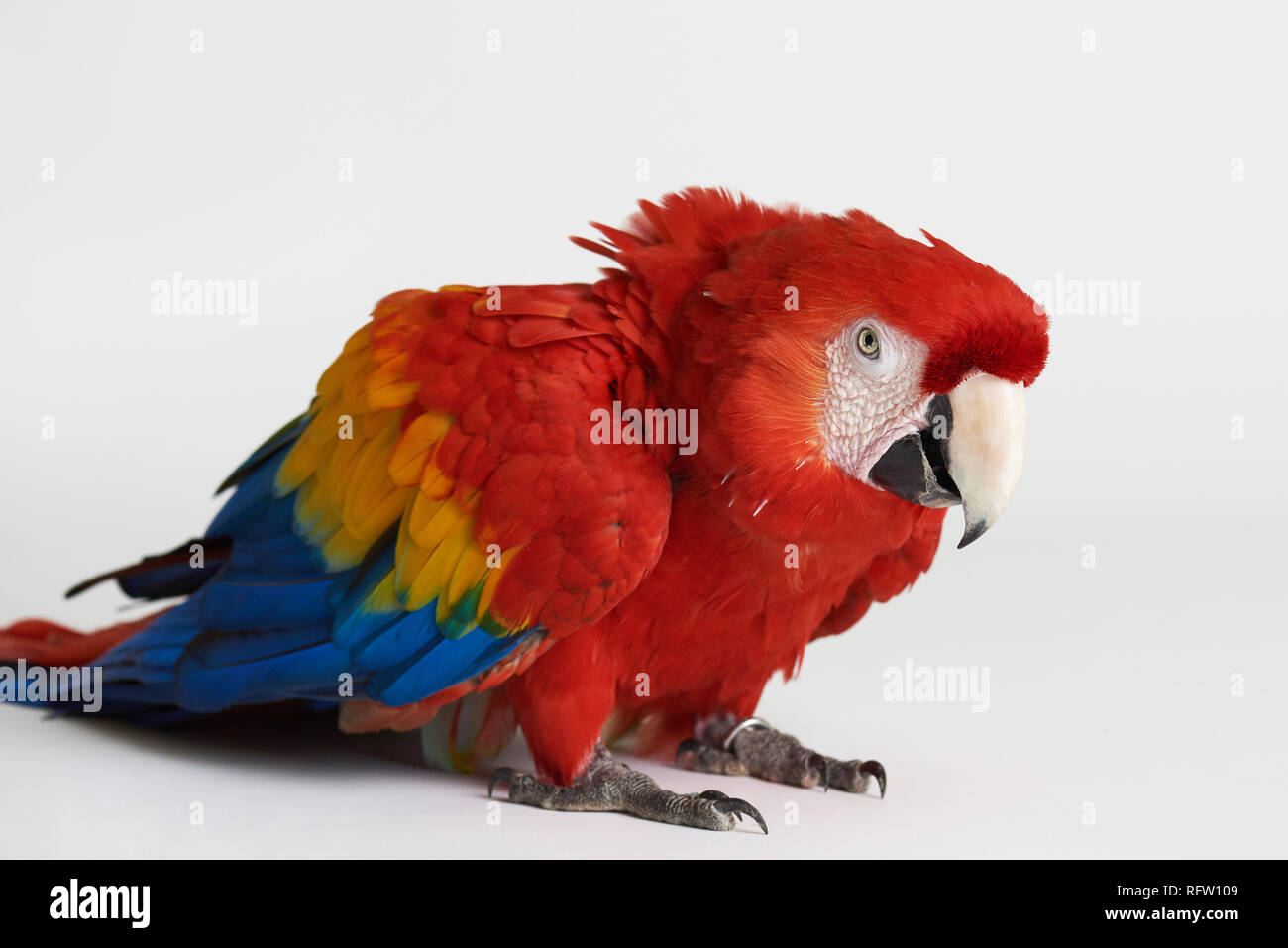 Angry red parrot sit on white studio background isolated Stock Photo ...