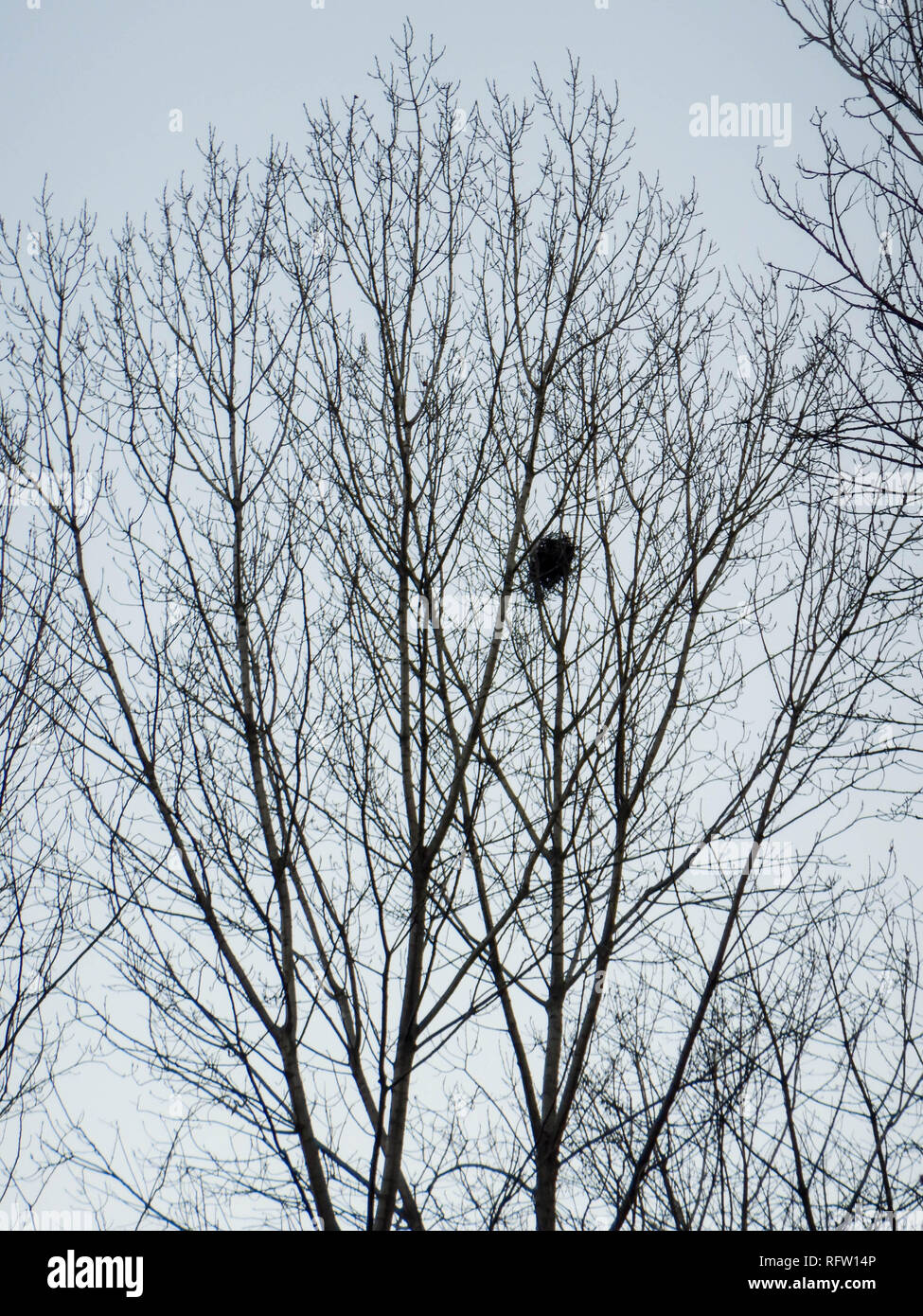 Birds nest on a tree Stock Photo - Alamy