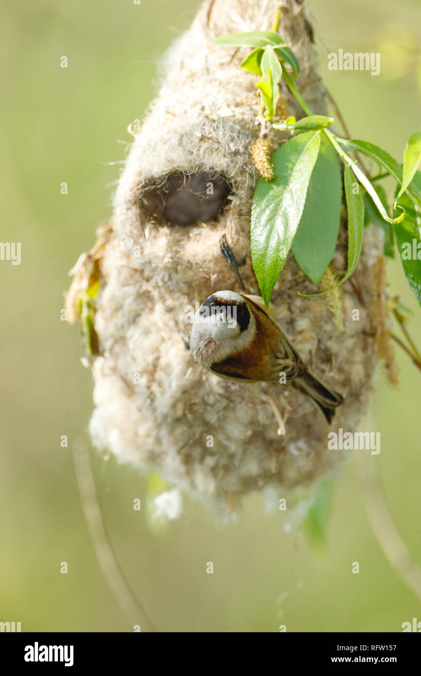 Remiz pendulinus. The nest of the Penduline Tit in nature. Russia, the ...