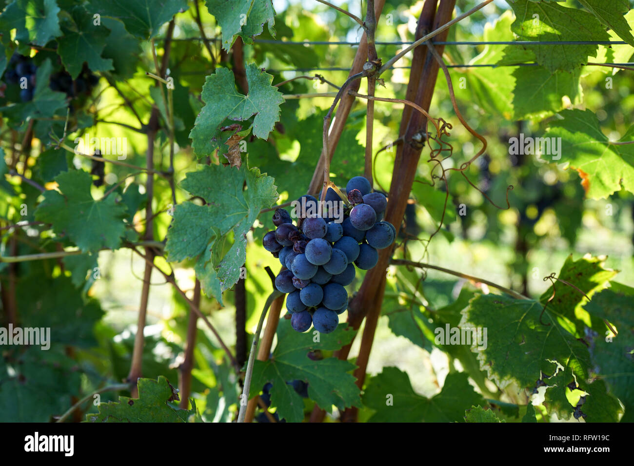 Vineyard with bunches of Nebbiolo grapes ready for harvest in the ...