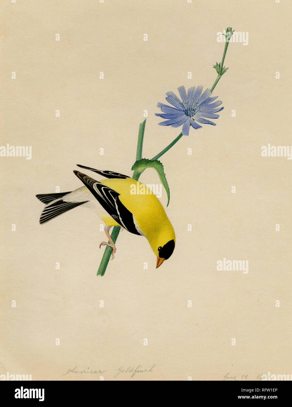 Sprague isaac hi-res stock photography and images - Alamy