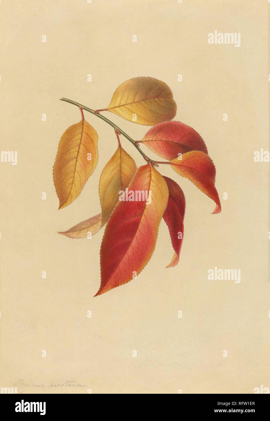 Sprague isaac hi-res stock photography and images - Alamy