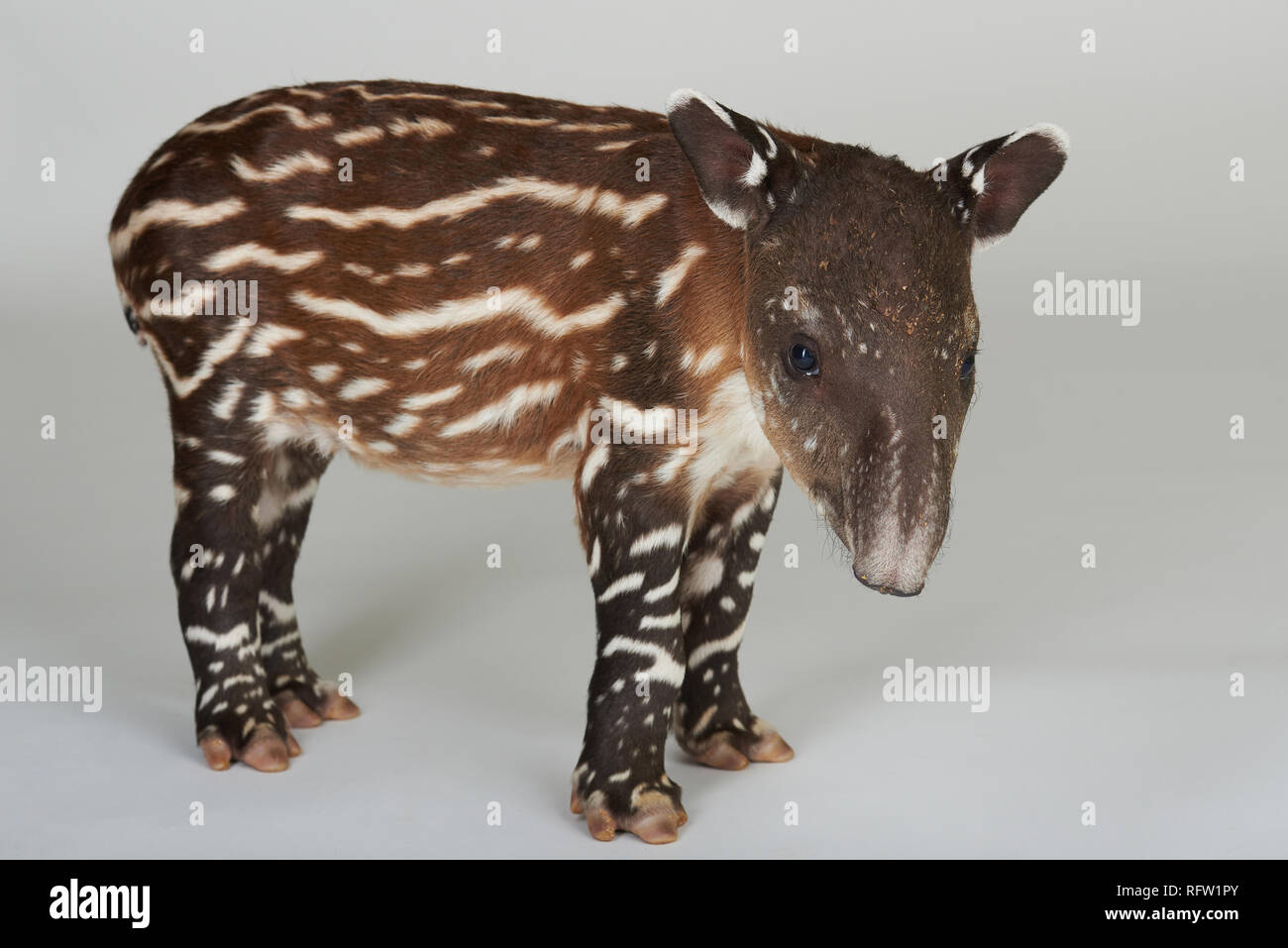 Brown tapir with stripes isolated on white background Stock Photo - Alamy