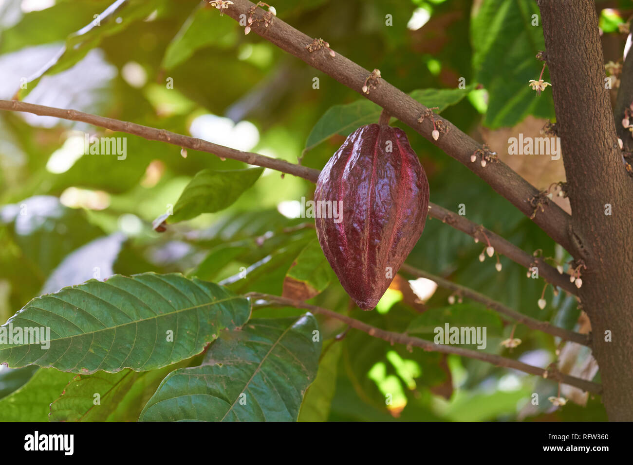 Cacao tree branch fruit hi-res stock photography and images - Alamy