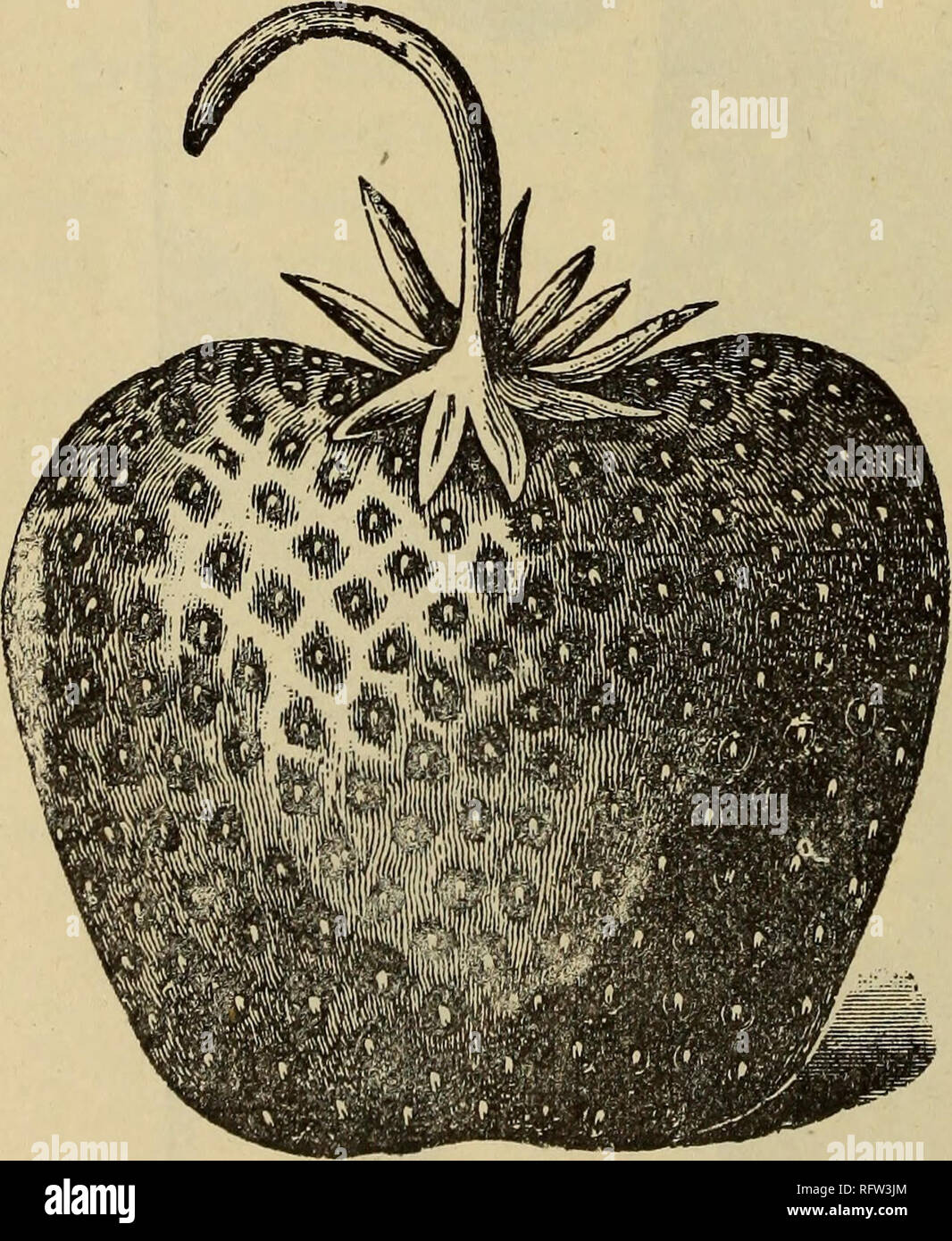 Shaffers colossal raspberry hi-res stock photography and images - Alamy