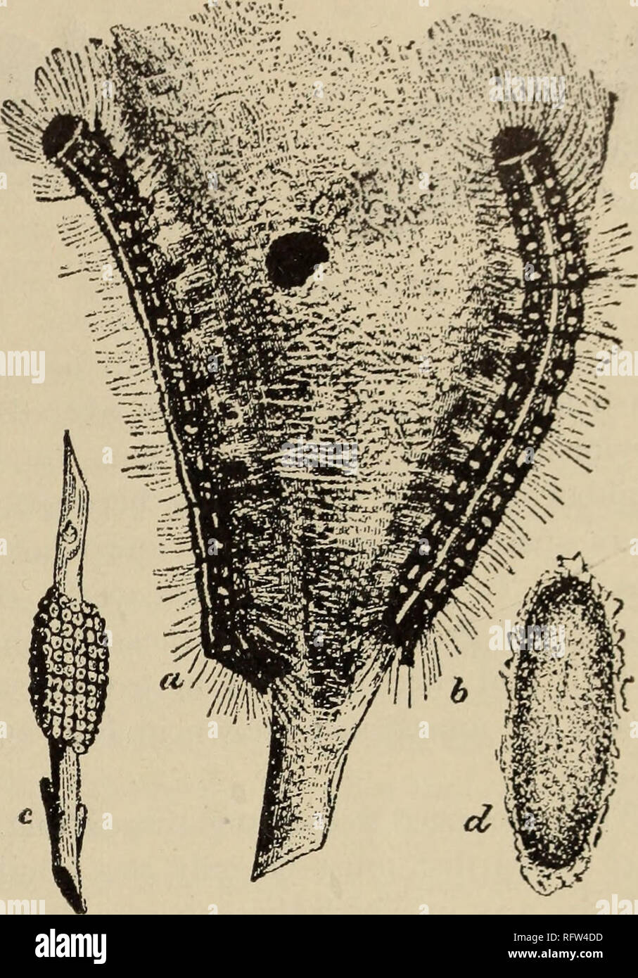 Raspberry cane blight hi-res stock photography and images - Alamy