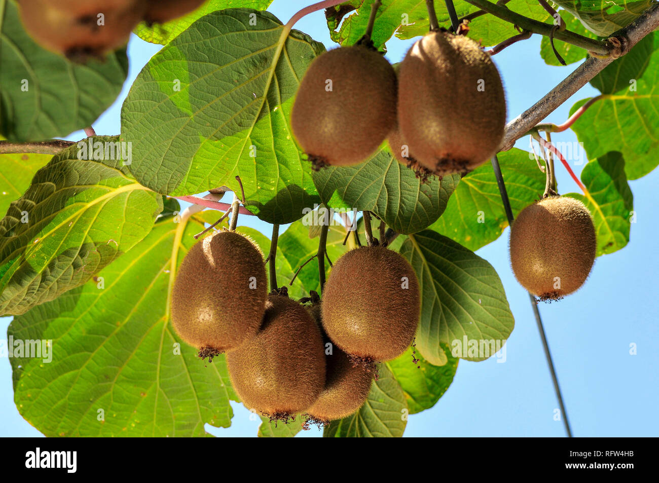 Kiwi fruit on a tree branch. Ripe fruits of kiwi plant organic ...