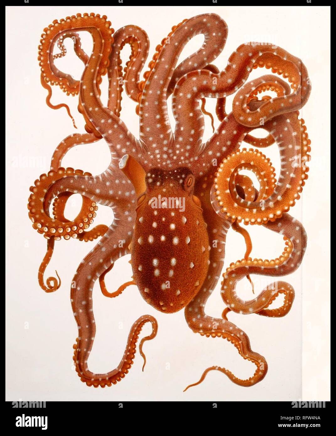 Giant squid tentacles hi-res stock photography and images - Alamy