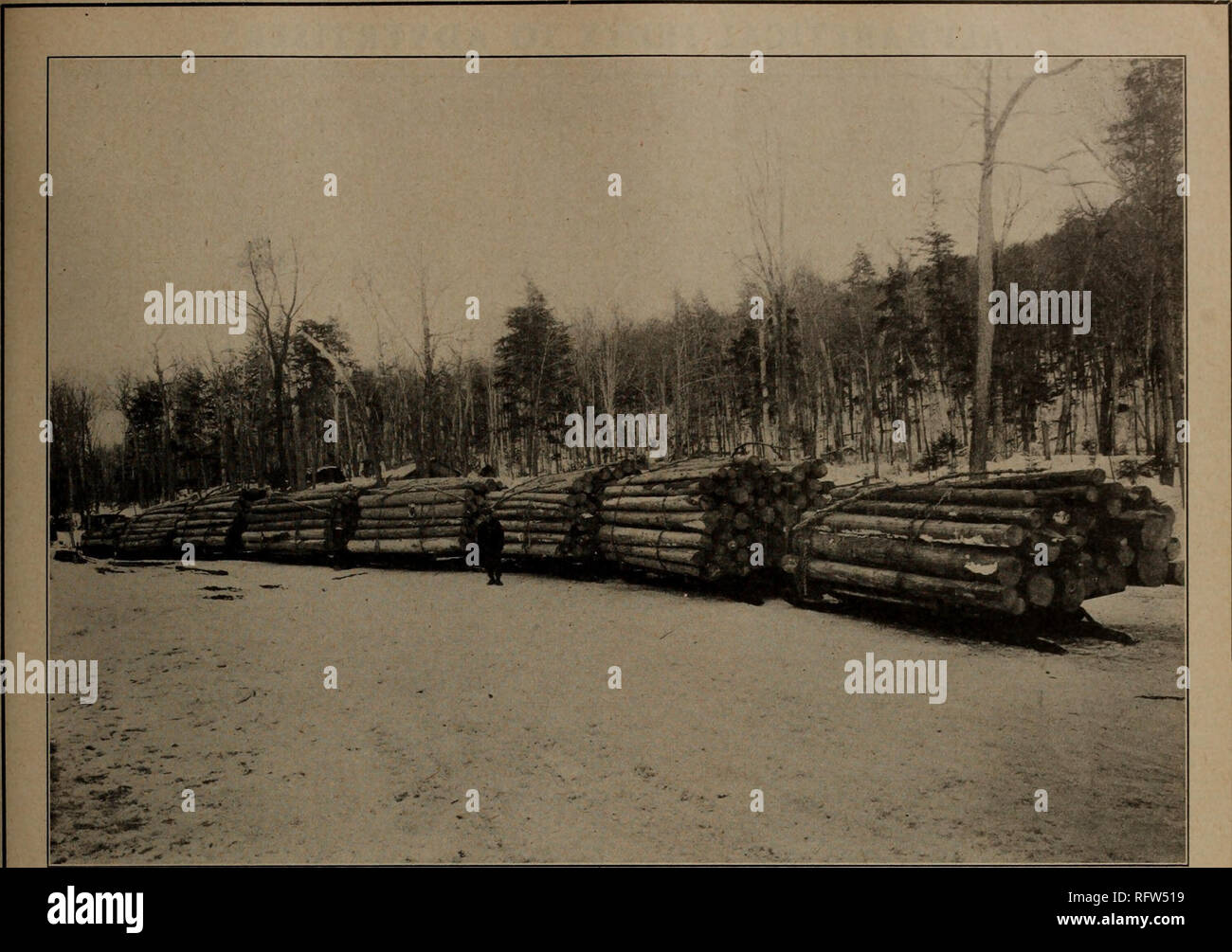 Newfoundland forest logging hi-res stock photography and images - Alamy