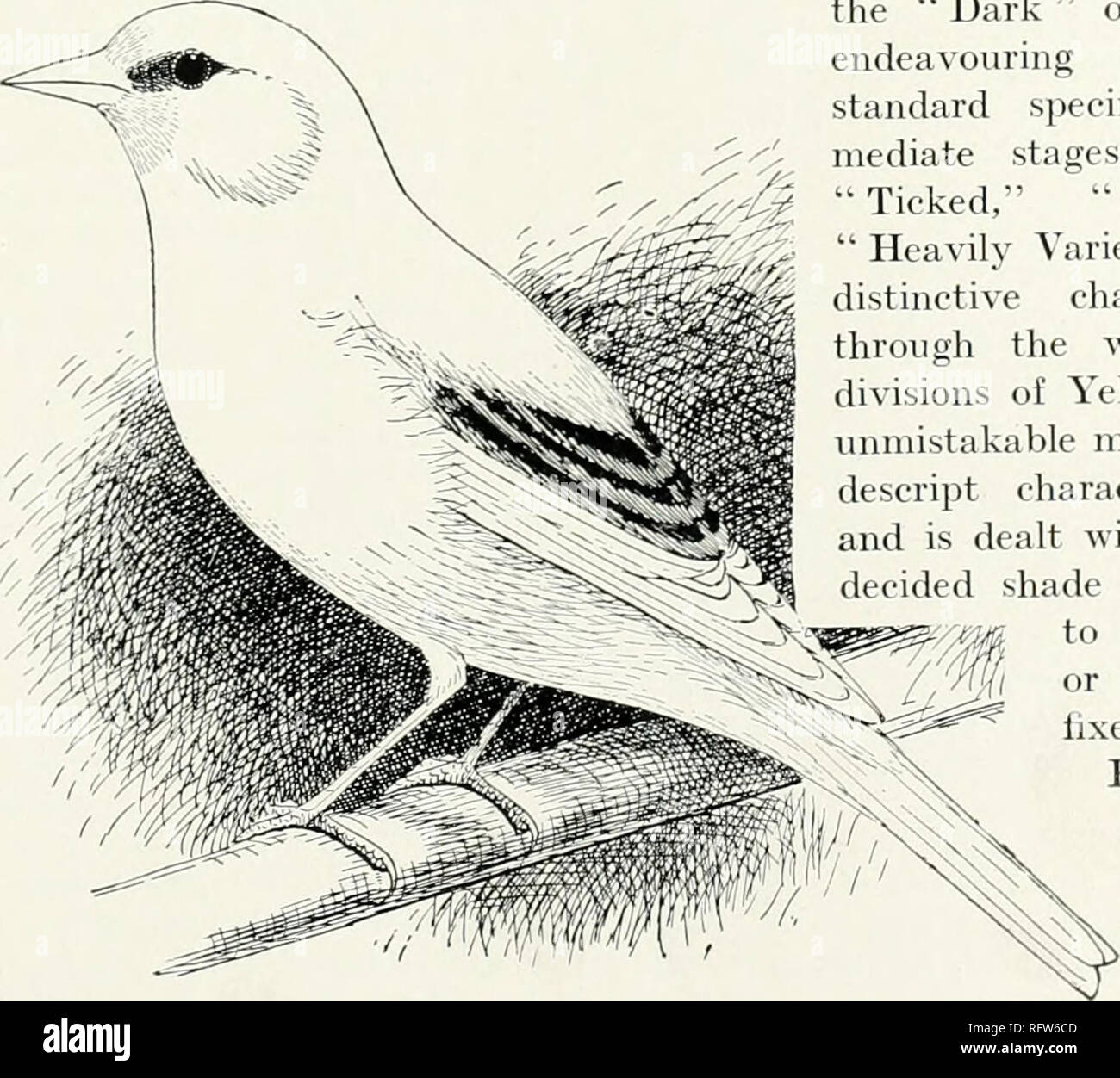 . Canaries, hybrids, and British birds in cage and aviary. HYBRIDS ...