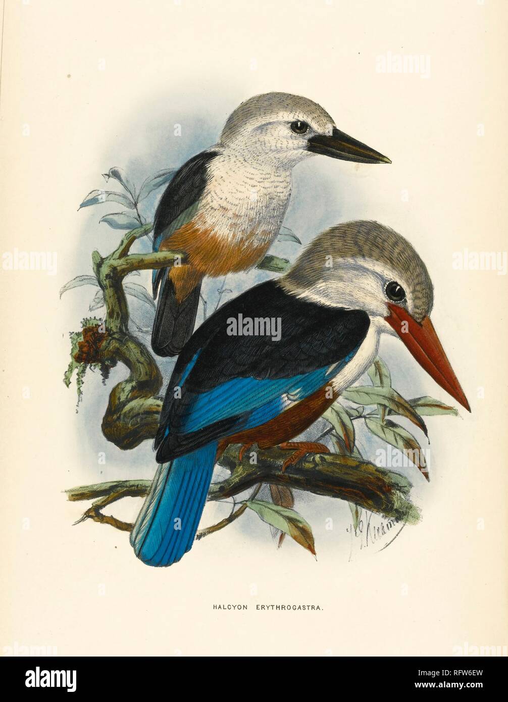 Alcedinidae family hi-res stock photography and images - Alamy