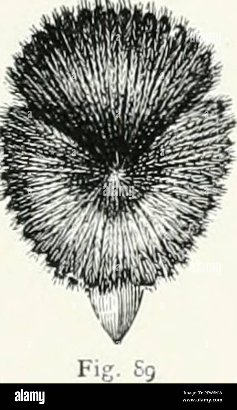 Crested Canary High Resolution Stock Photography and Images - Alamy