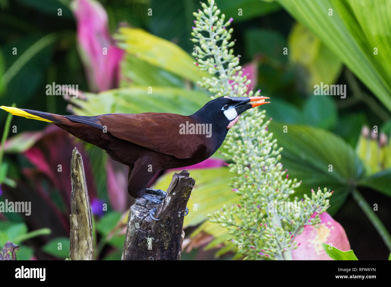Montezuma oropendola hi-res stock photography and images - Alamy