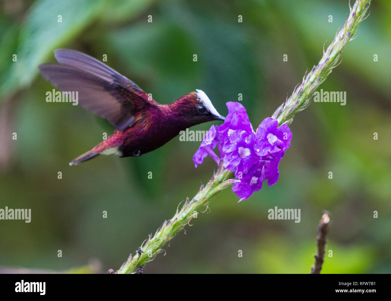 A Snowcap (Microchera albocoronata) Hummingbird feeding on flowers ...