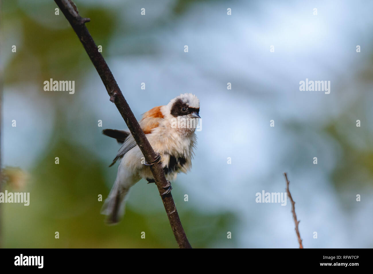 Penduline Tit (Remiz pendulinus). Russia, the Ryazan region ...