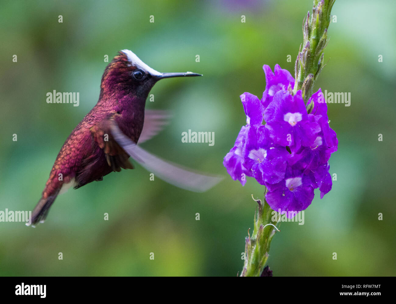 A Snowcap (Microchera albocoronata) Hummingbird feeding on flowers ...