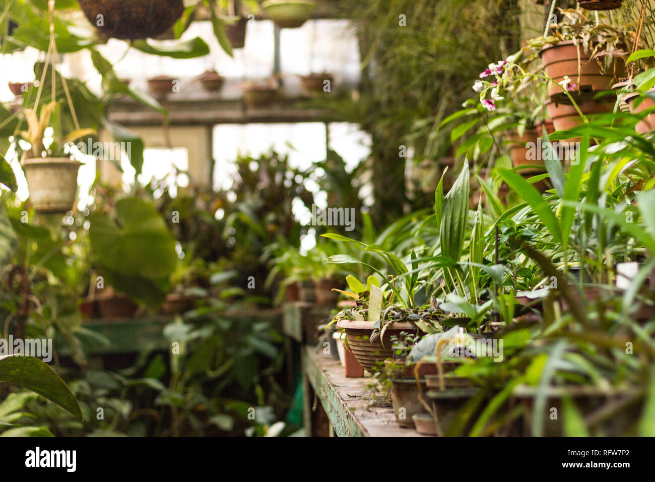 Tropical plants in a greenhouse hi-res stock photography and images - Alamy