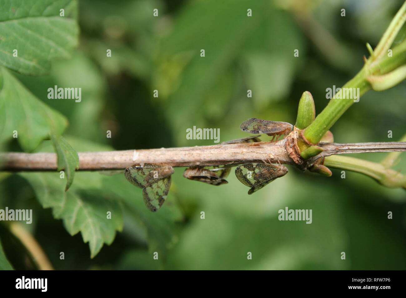 Planthopper Australia High Resolution Stock Photography and Images - Alamy