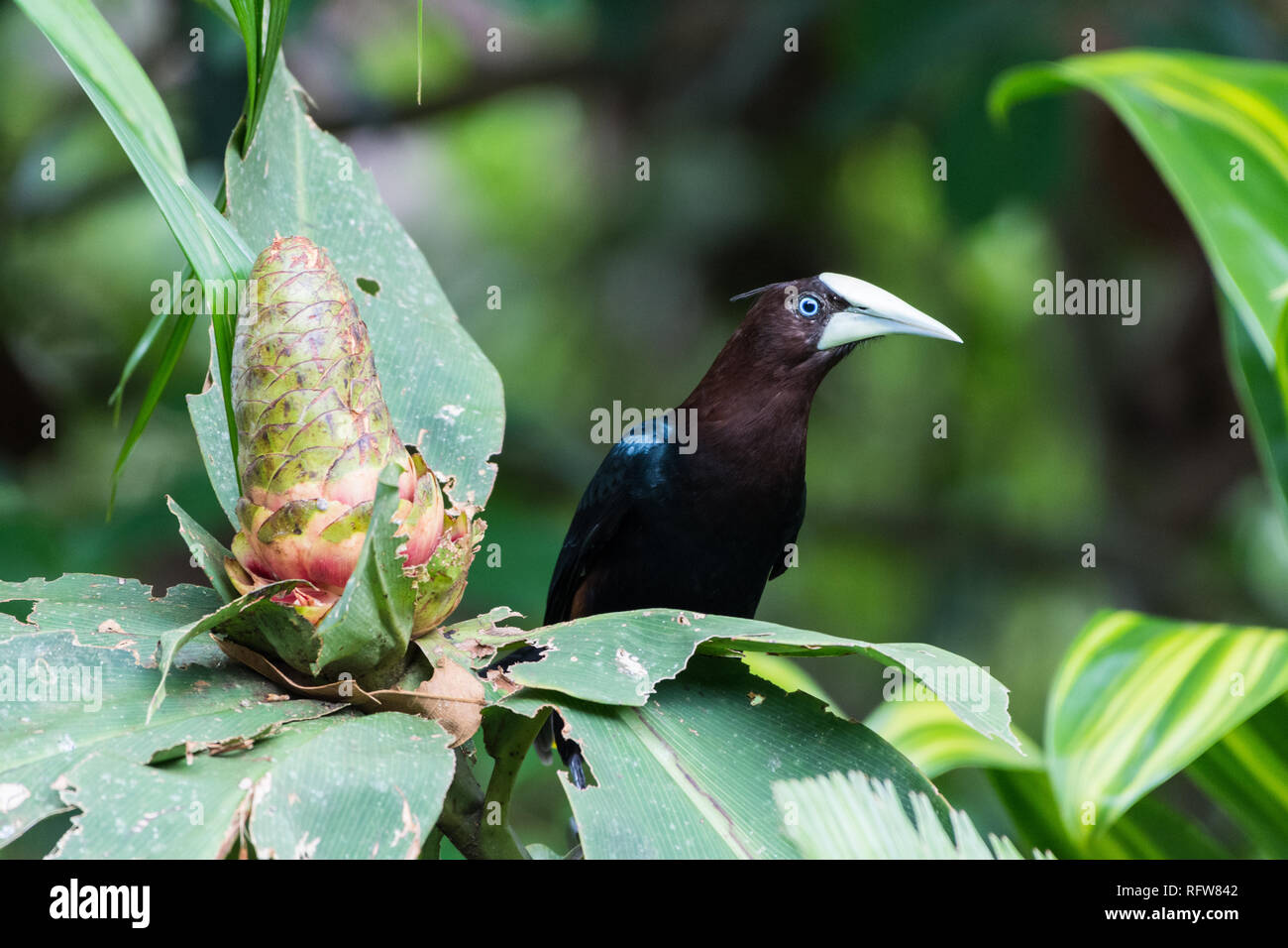 Chestnut headed oropendola hi-res stock photography and images - Alamy