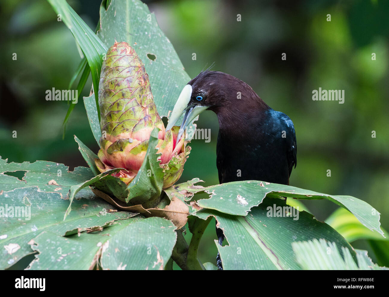 A Chestnut-headed Oropendola (Psarocolius wagleri) feeding on a flower ...