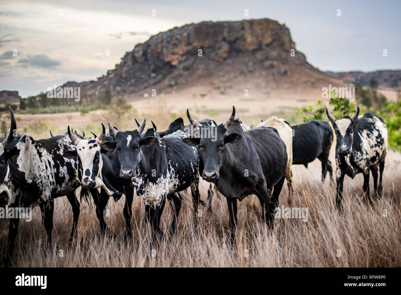 Zebu herd, Isalo National Park, Ihorombe Region, Southwest Madagascar ...
