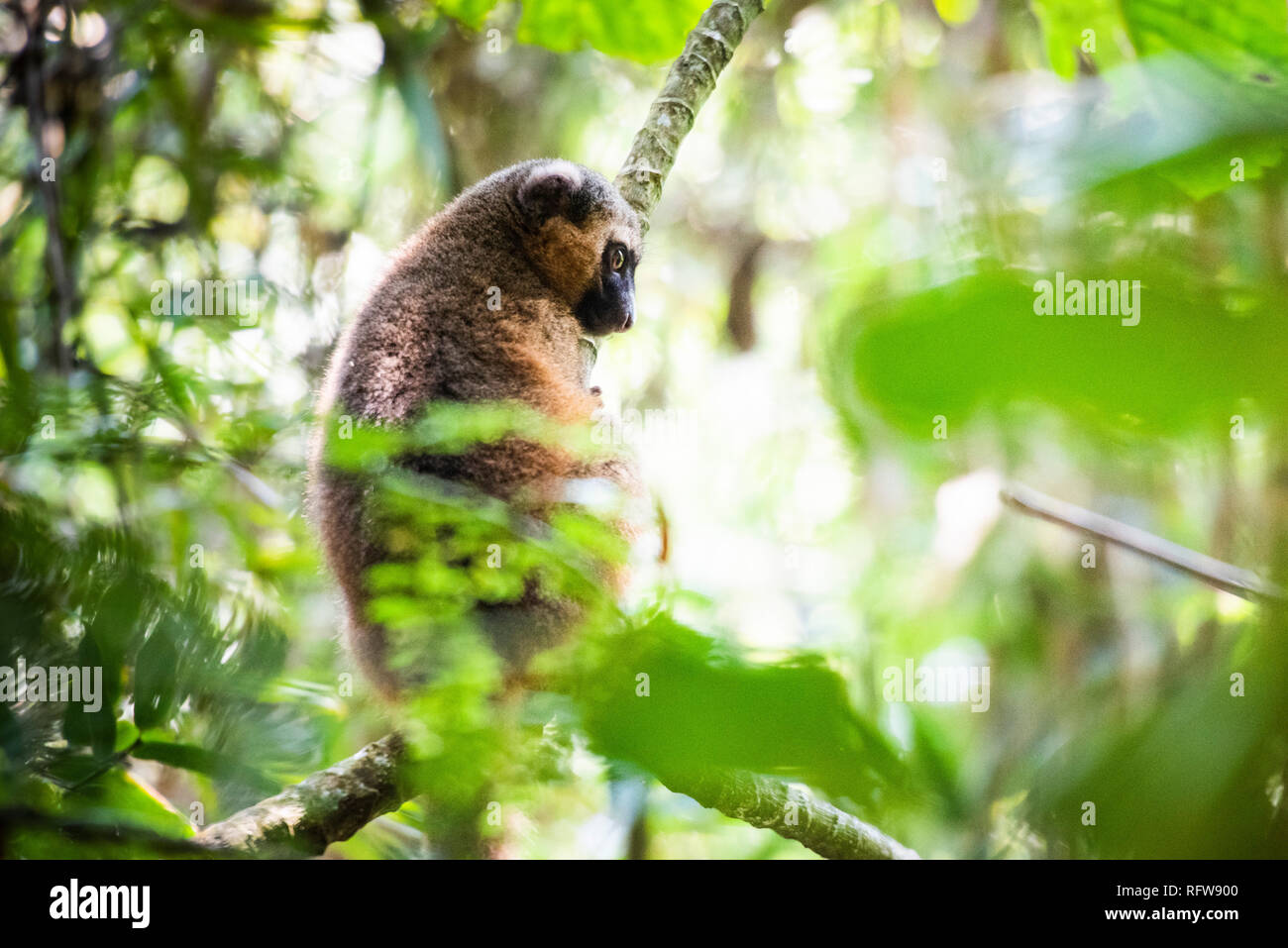 Golden Bamboo Lemur (Hapalemur aureus), Ranomafana National Park, Haute ...