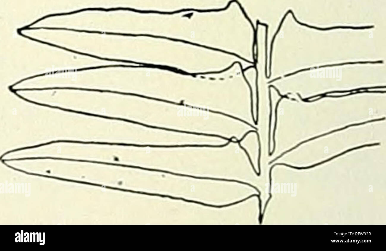 . The Canadian record of science. Natural history. Fig. 8. Nephrolepis ...