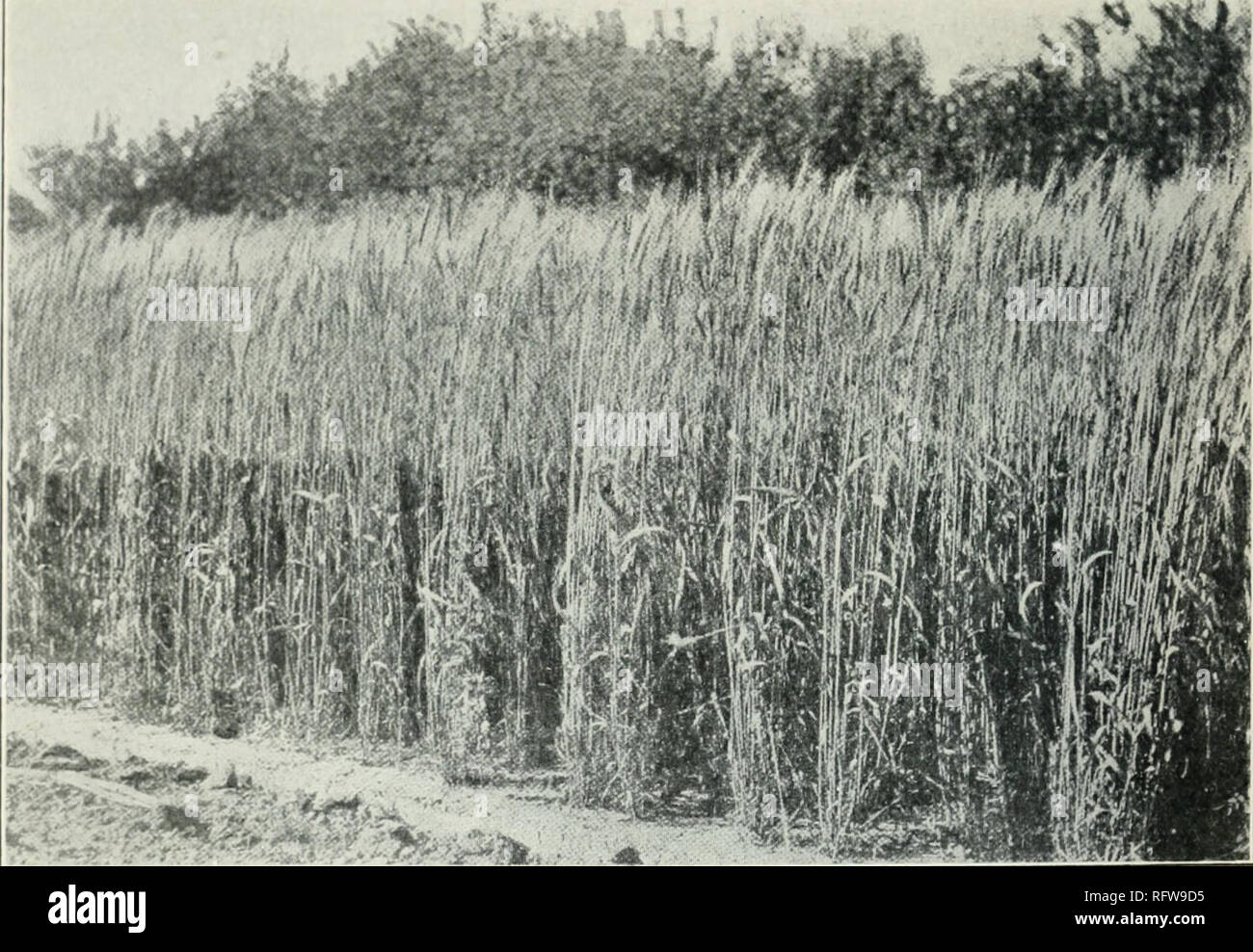 . The Canadian Seed Growers' Association and its work ... Seeds. 24 ...