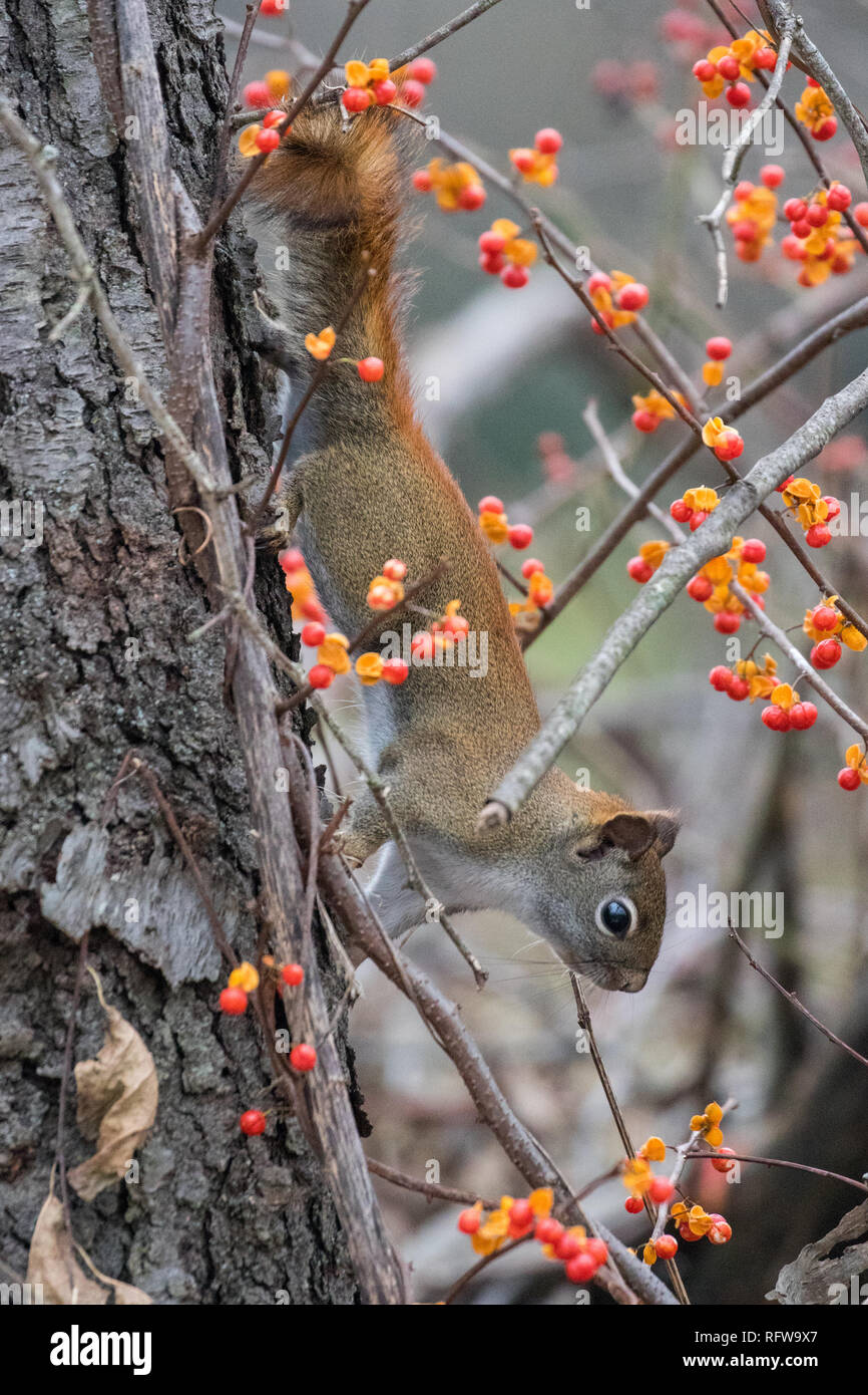 American Red Squirrel Stock Photo - Alamy