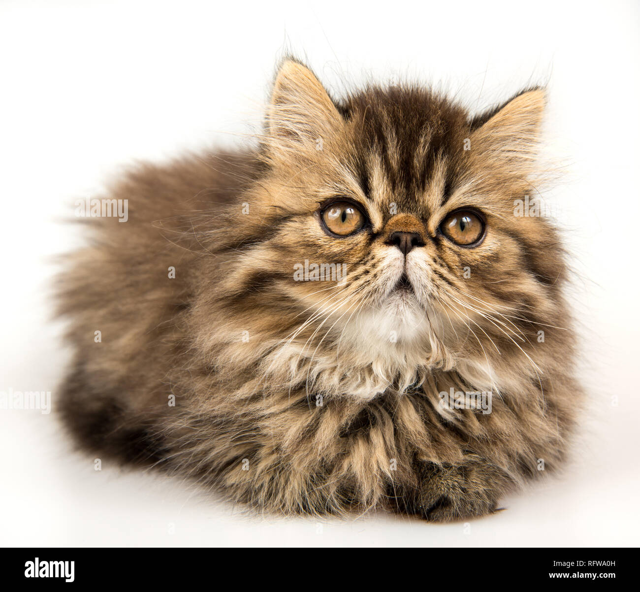 Beautiful Persian kitten cat marble color coat Stock Photo - Alamy