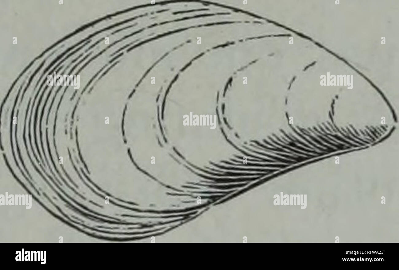Mytiloides hi-res stock photography and images - Alamy