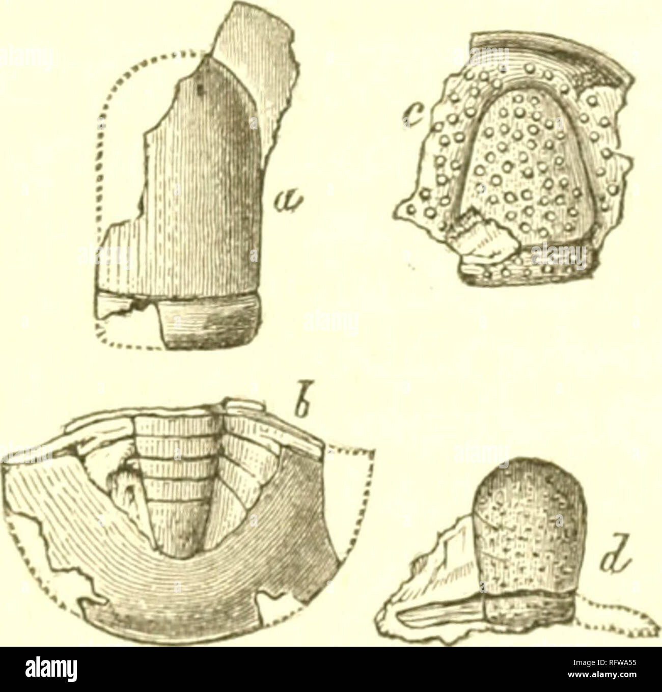 Conical Fossils High Resolution Stock Photography and Images - Alamy