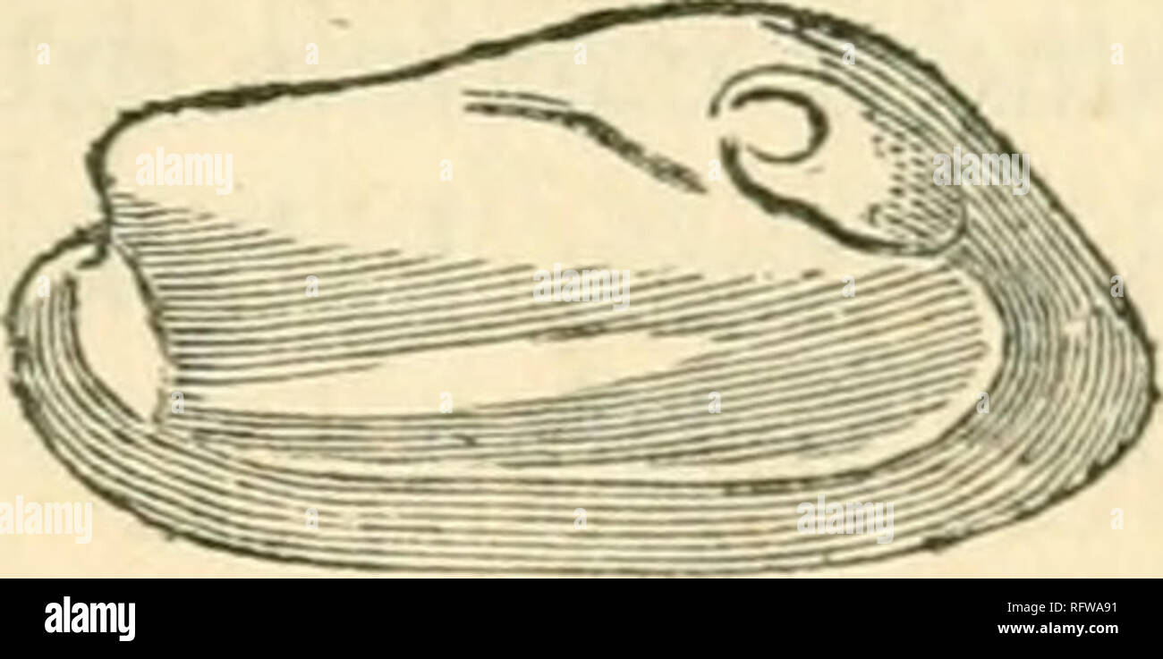 Linear Striae High Resolution Stock Photography and Images - Alamy