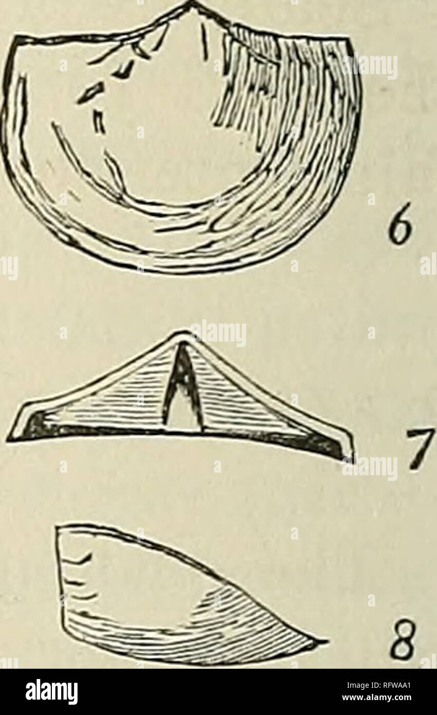 Obolus hi-res stock photography and images - Alamy