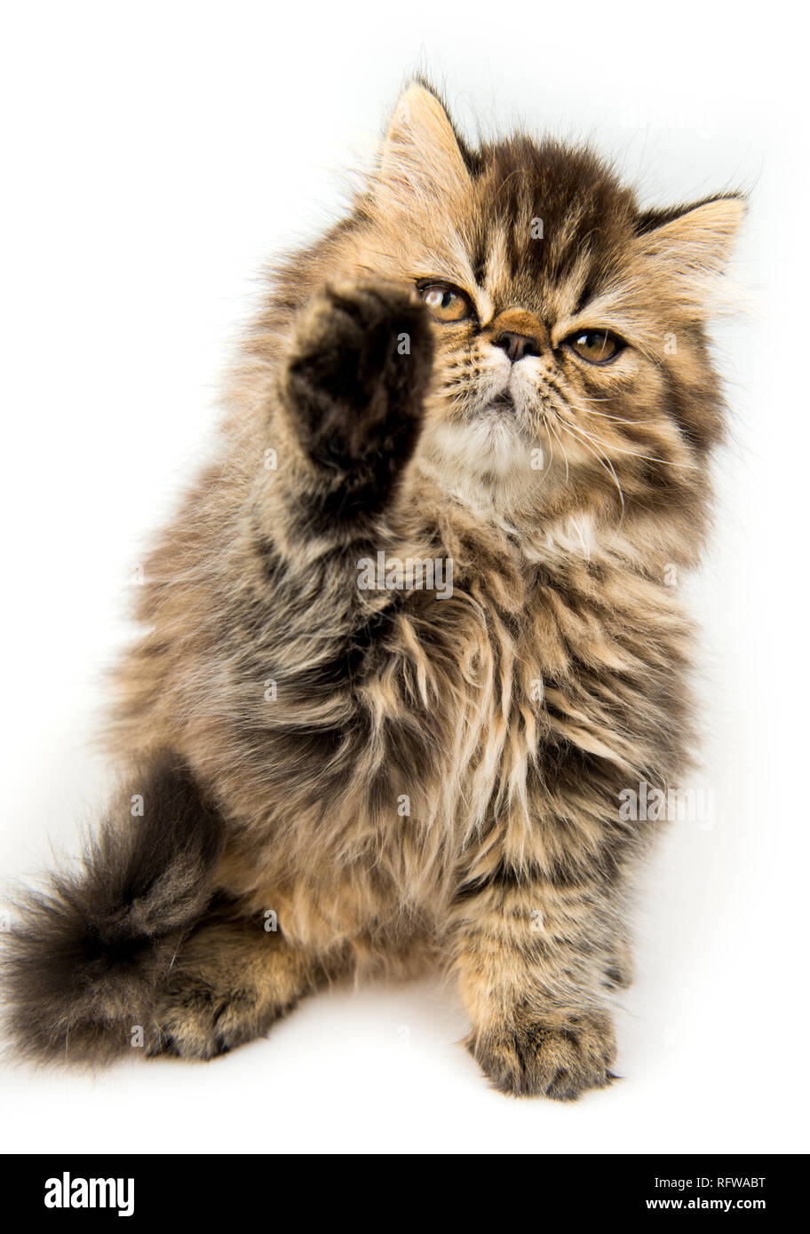 Beautiful Persian kitten cat marble color coat is playing Stock Photo ...