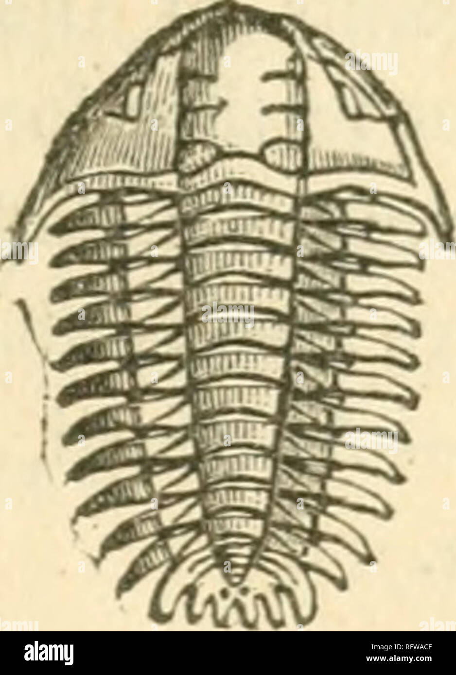 . The Canadian naturalist and geologist. Natural history -- Periodicals ...