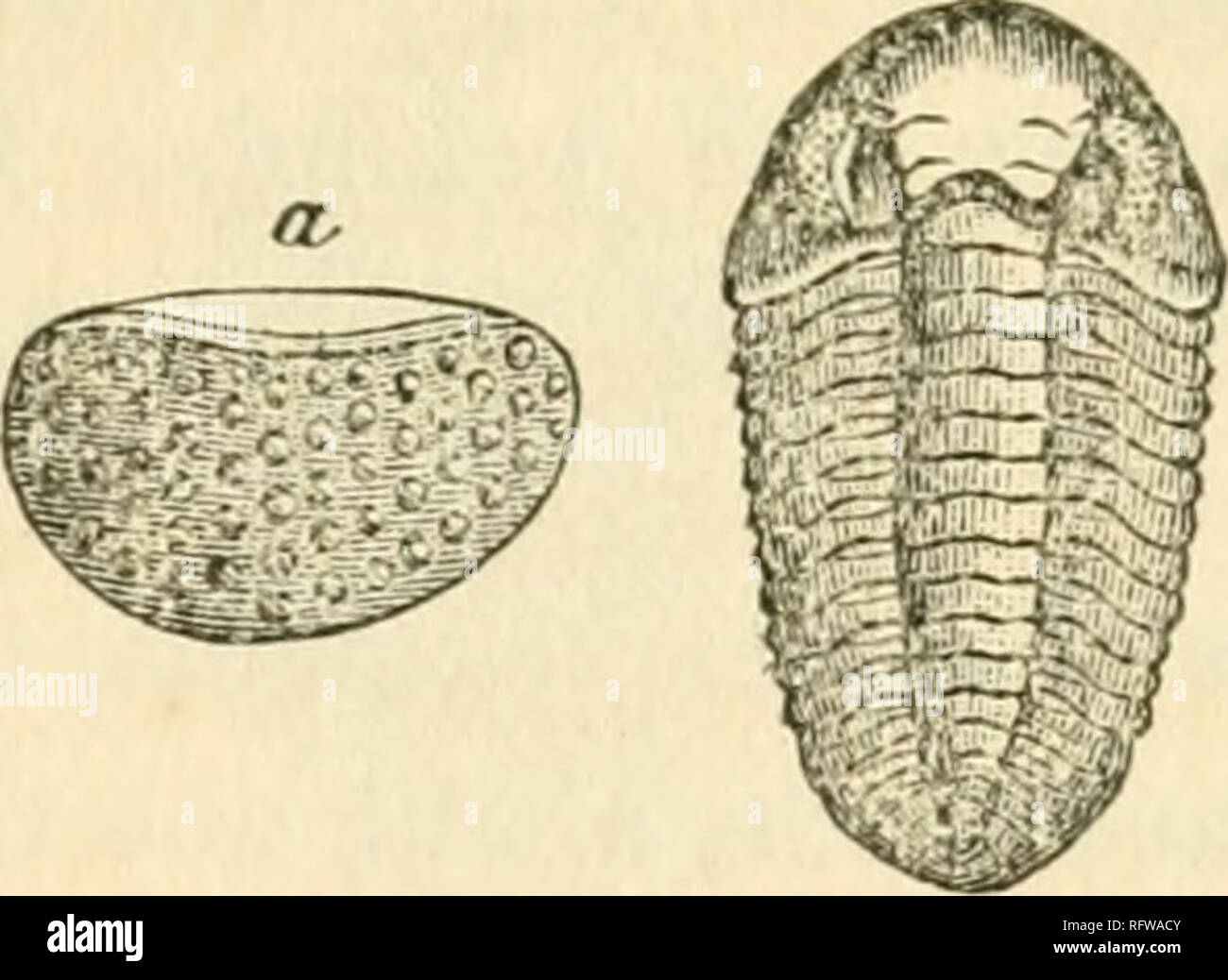 . The Canadian naturalist and geologist. Natural history -- Periodicals ...