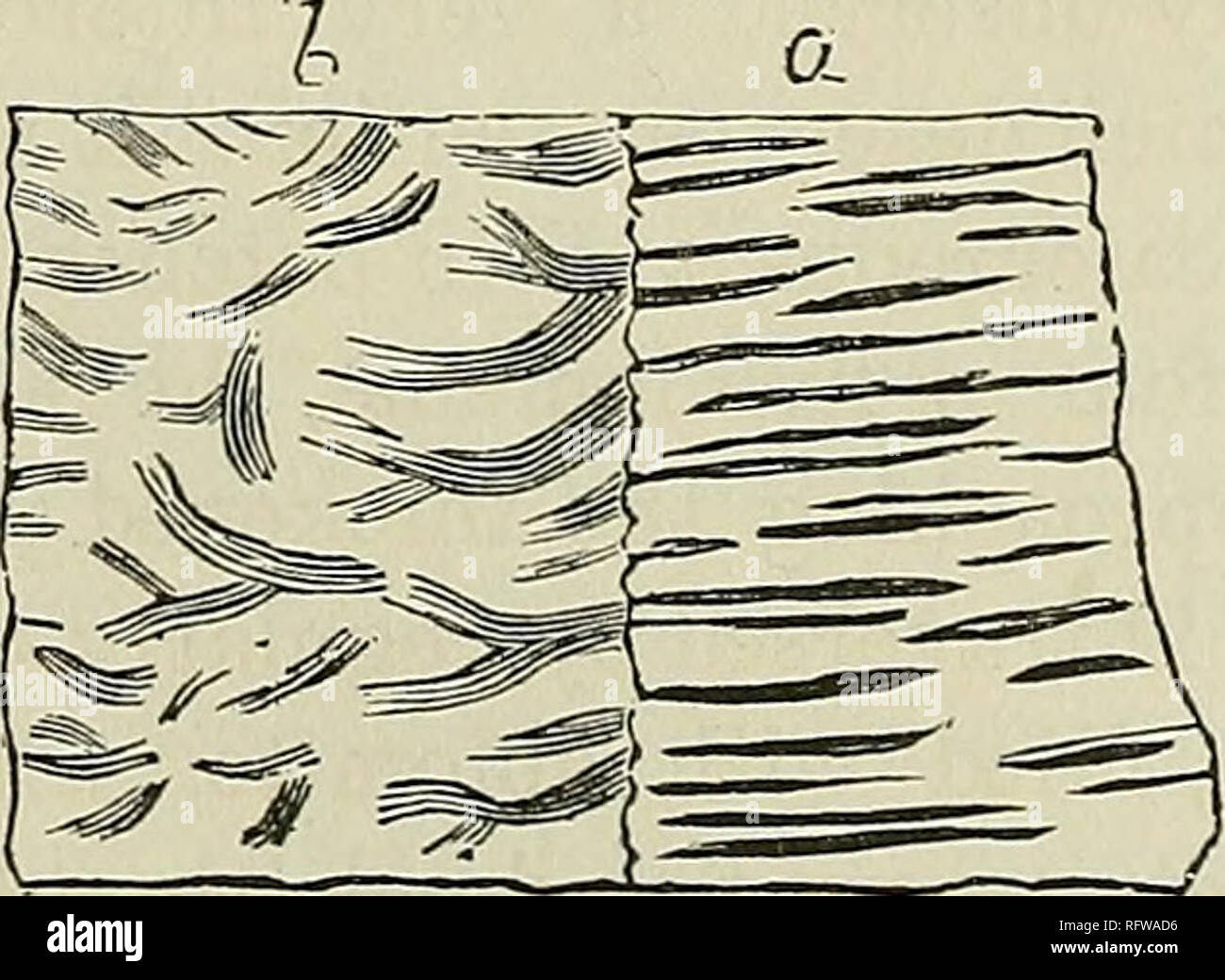 Flattened oval form hi-res stock photography and images - Alamy