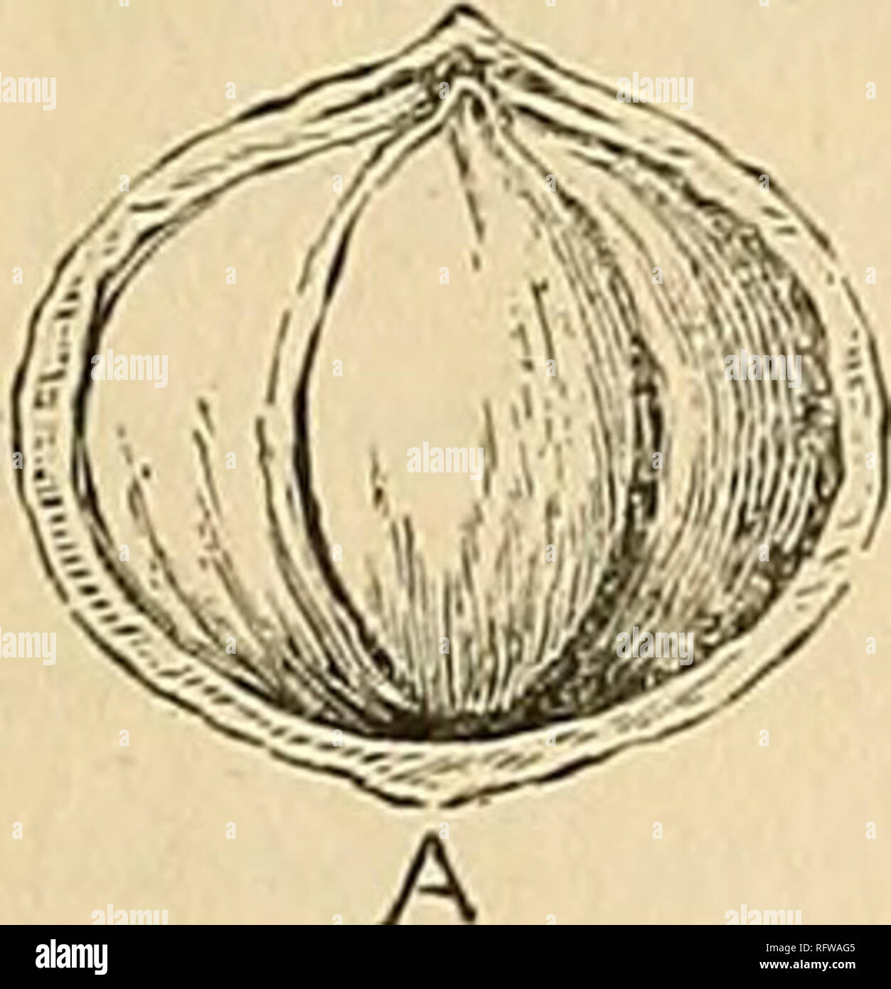 . The Canadian record of science. Natural history. New Plants from the ...
