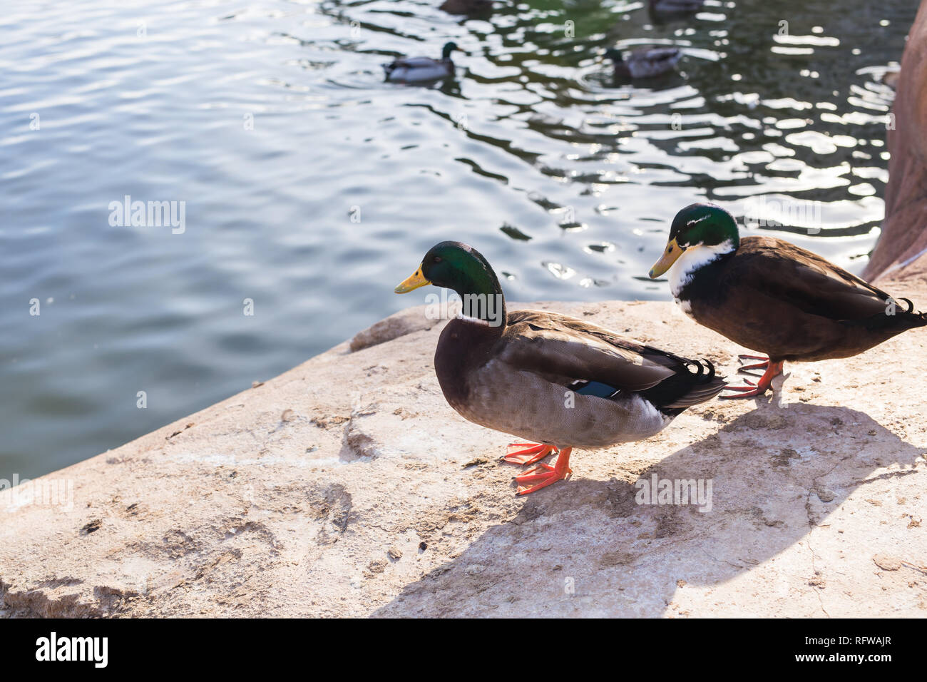 Domestic village ducks near pond outdoor in summer time Stock Photo - Alamy
