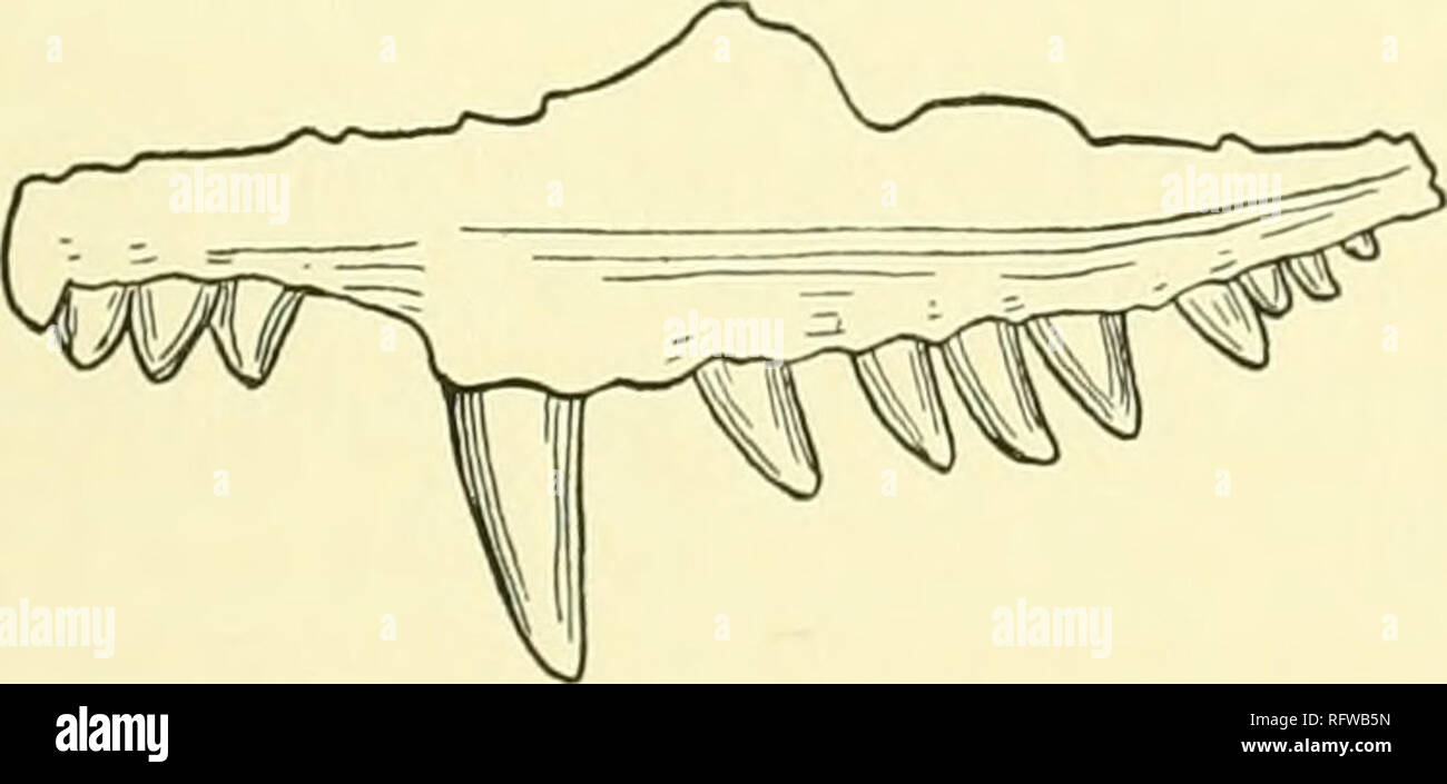 . Carnegie Institution of Washington publication. SYSTEMATIC REVISION ...