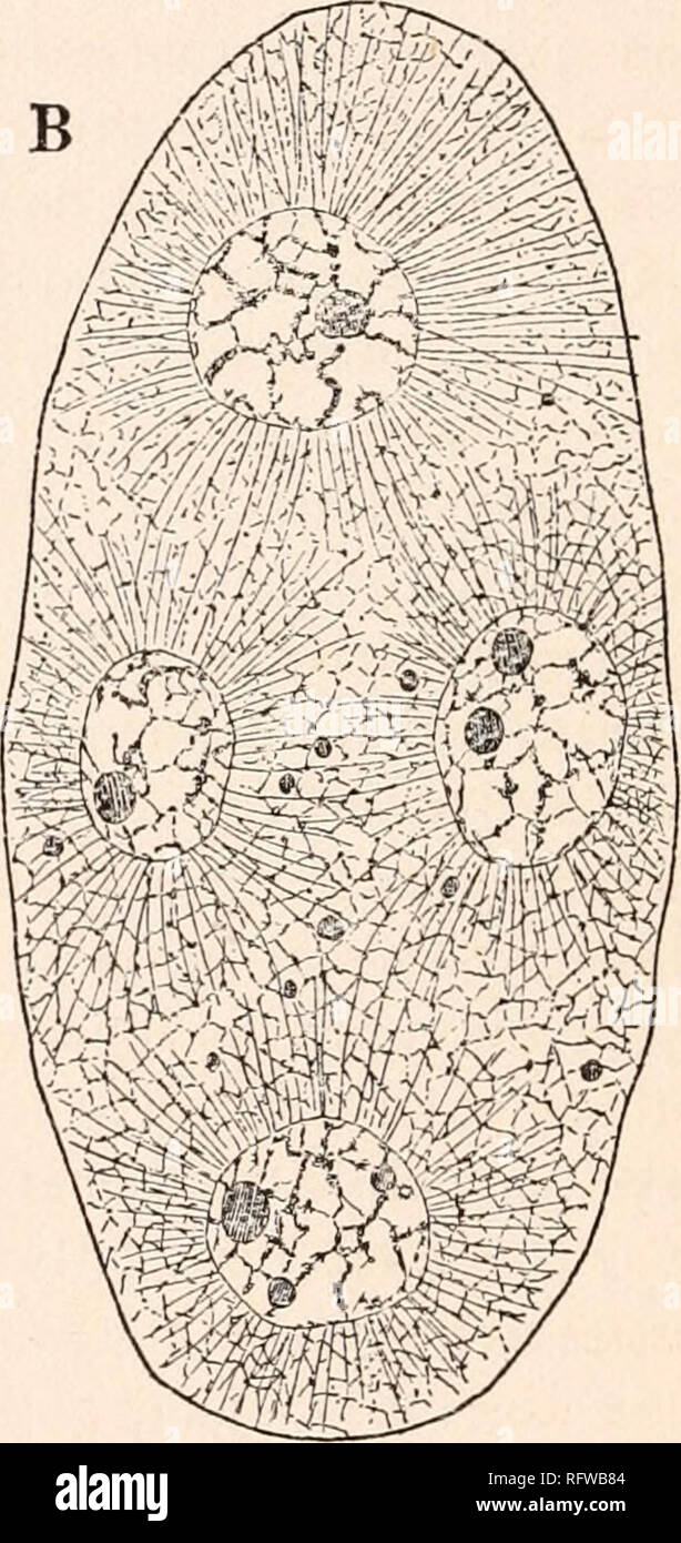 Plasma membrane upper cell hi-res stock photography and images - Alamy