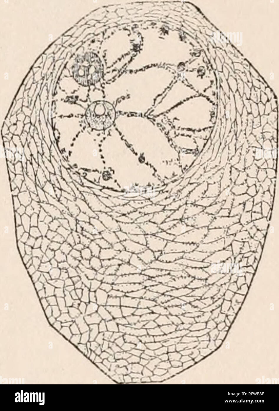 Microspores In An Angiosperm