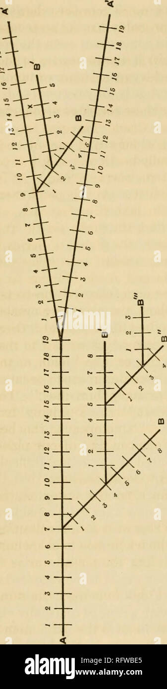 Tertiary branches hi-res stock photography and images - Alamy