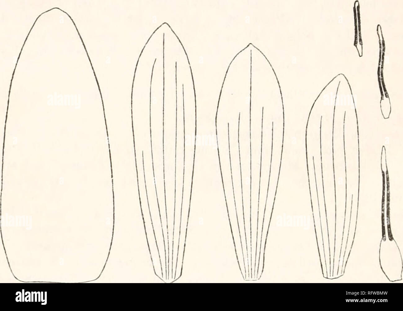 15 cm long peduncle hi-res stock photography and images - Alamy
