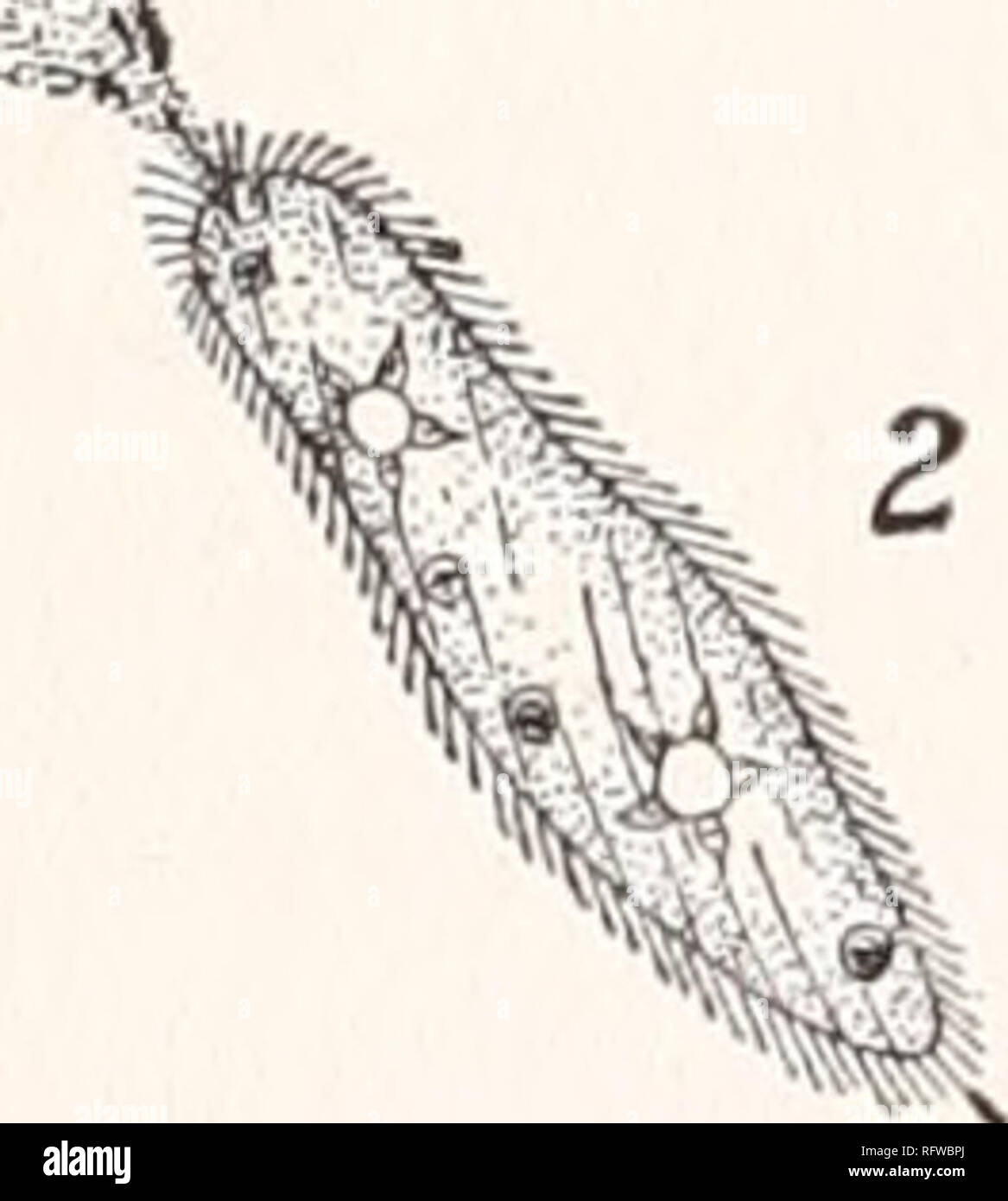 Cell roti hi-res stock photography and images - Alamy