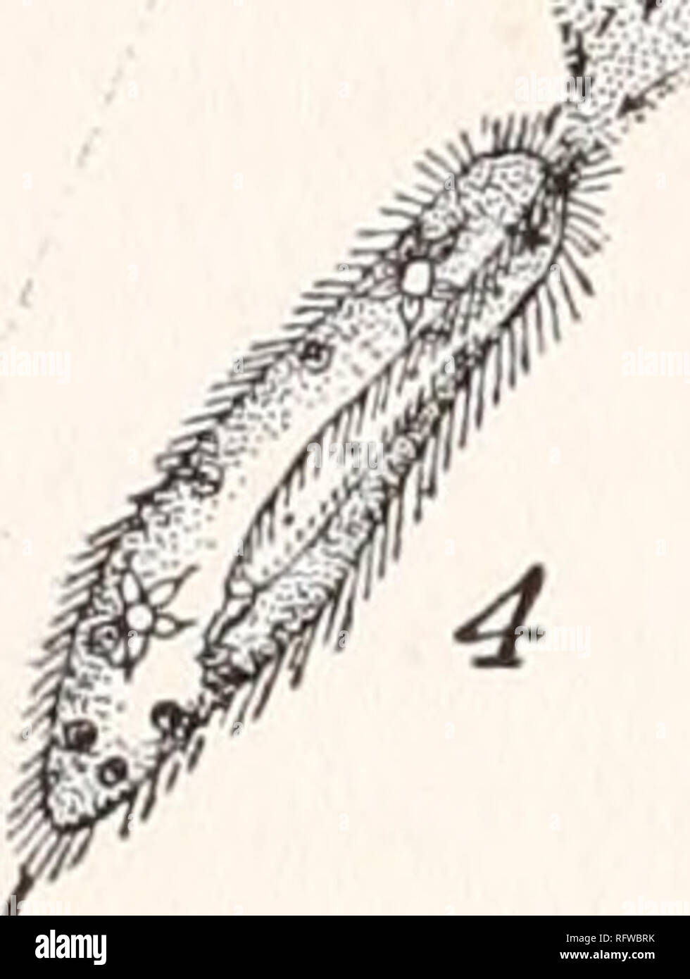 Cell roti hi-res stock photography and images - Alamy